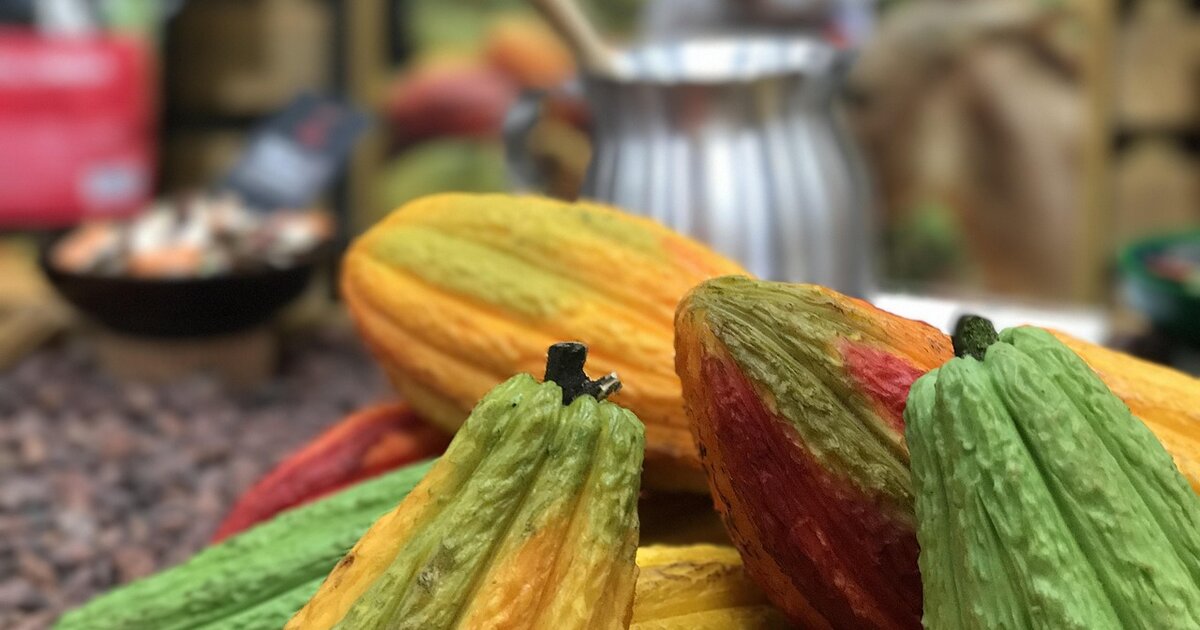 Cacao Juice: Health Benefits, Nutrition & Complete Guide | Cocoa Juice Org